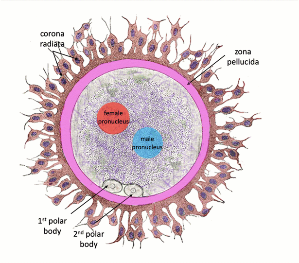 Week 1 | Embryology - A Web Site