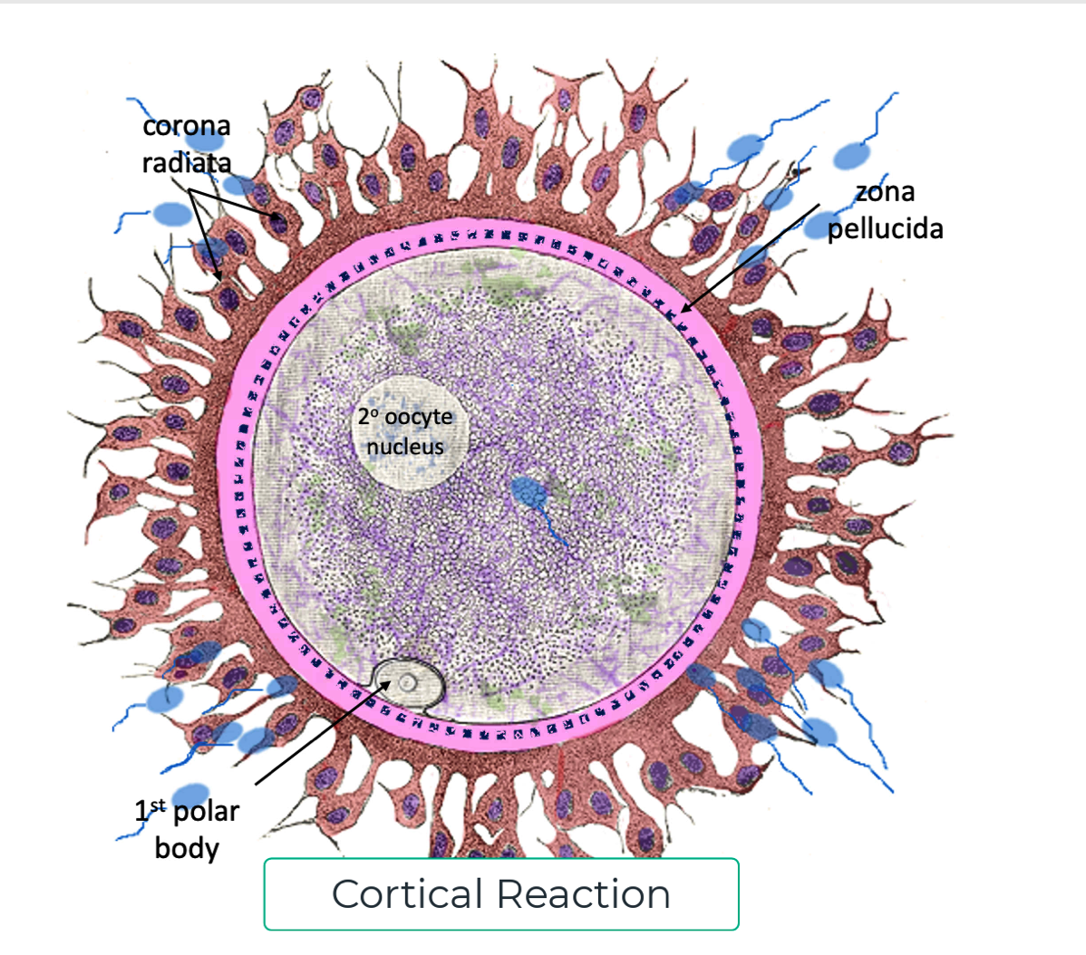 Week 1 | Embryology - A Web Site
