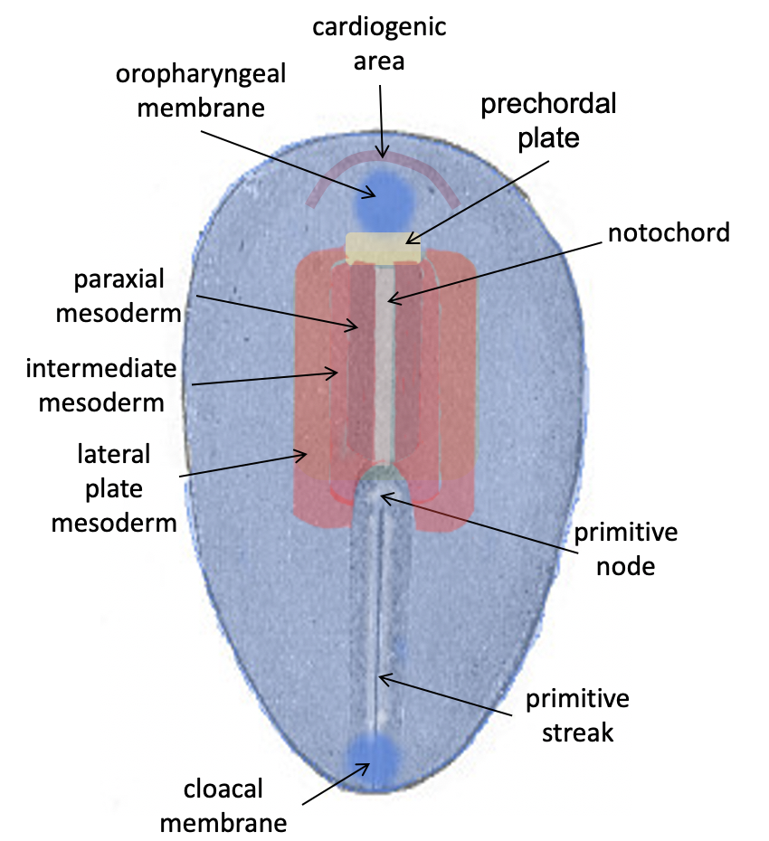 Weeks 3 & 4 | Embryology - A Web Site